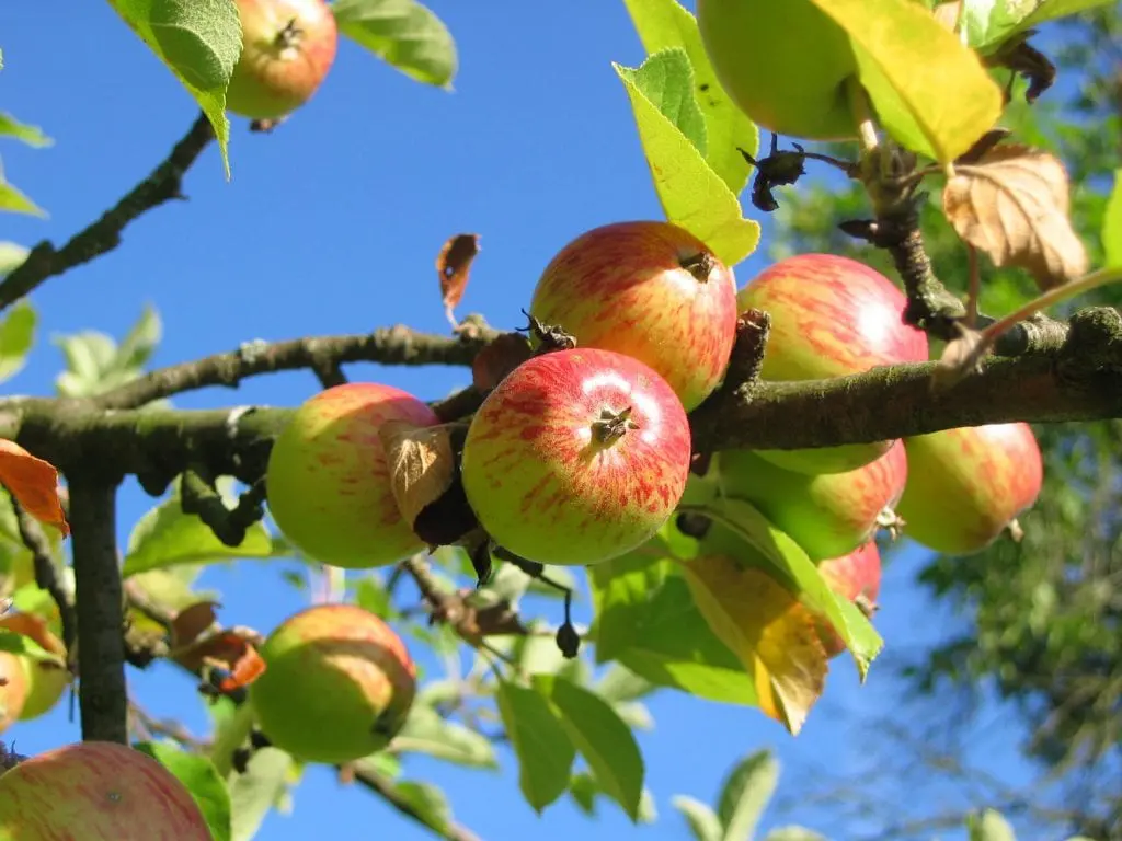 Learn how to grow apple trees, the easy way
