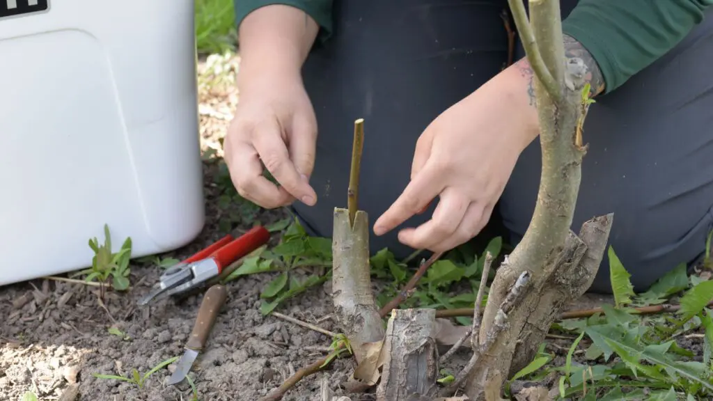 The Simple Art of Grafting Fruit Trees: A Complete Guide