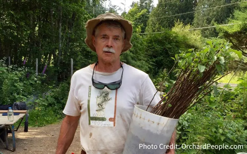 Apple Tree Rootstocks Explained: How to customize your apple tree for ...