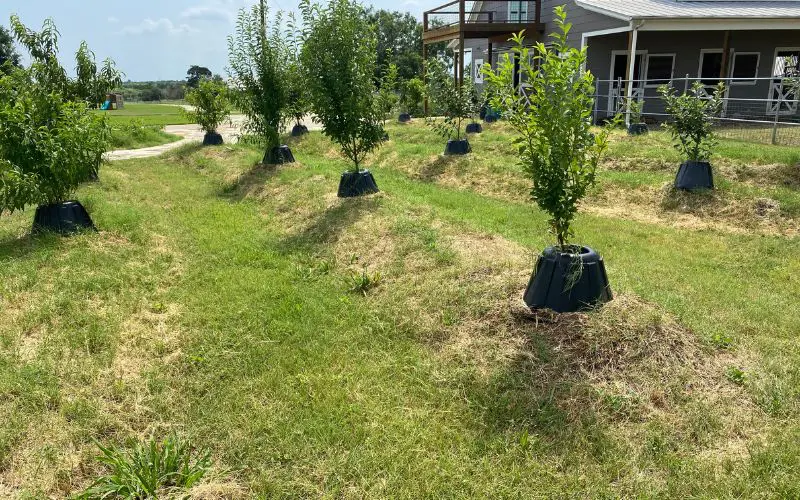 Fruit Tree Garden Design: Cultivating Your Backyard Orchard