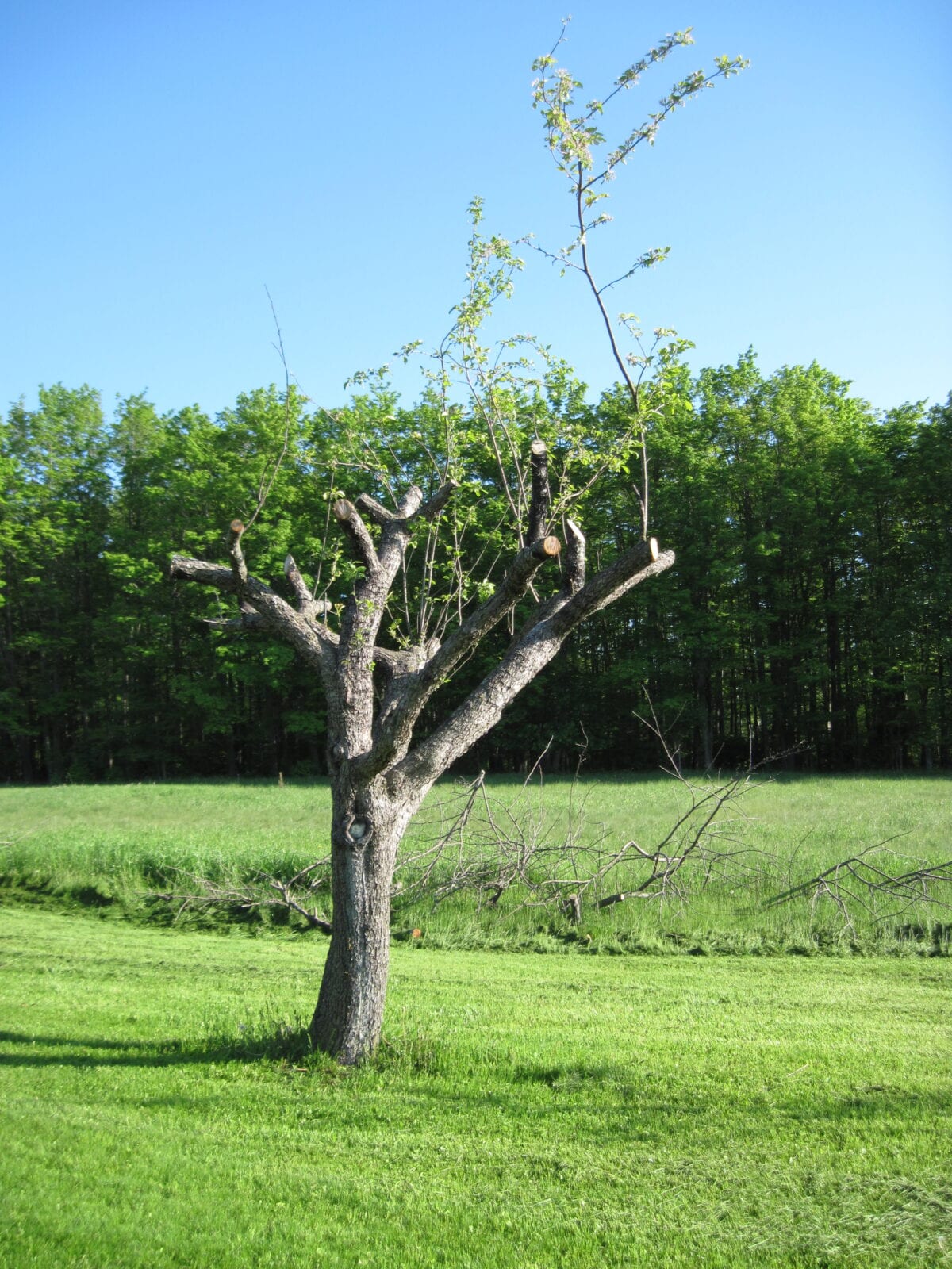 How to Prune Old Apple Trees to Produce Better Fruit